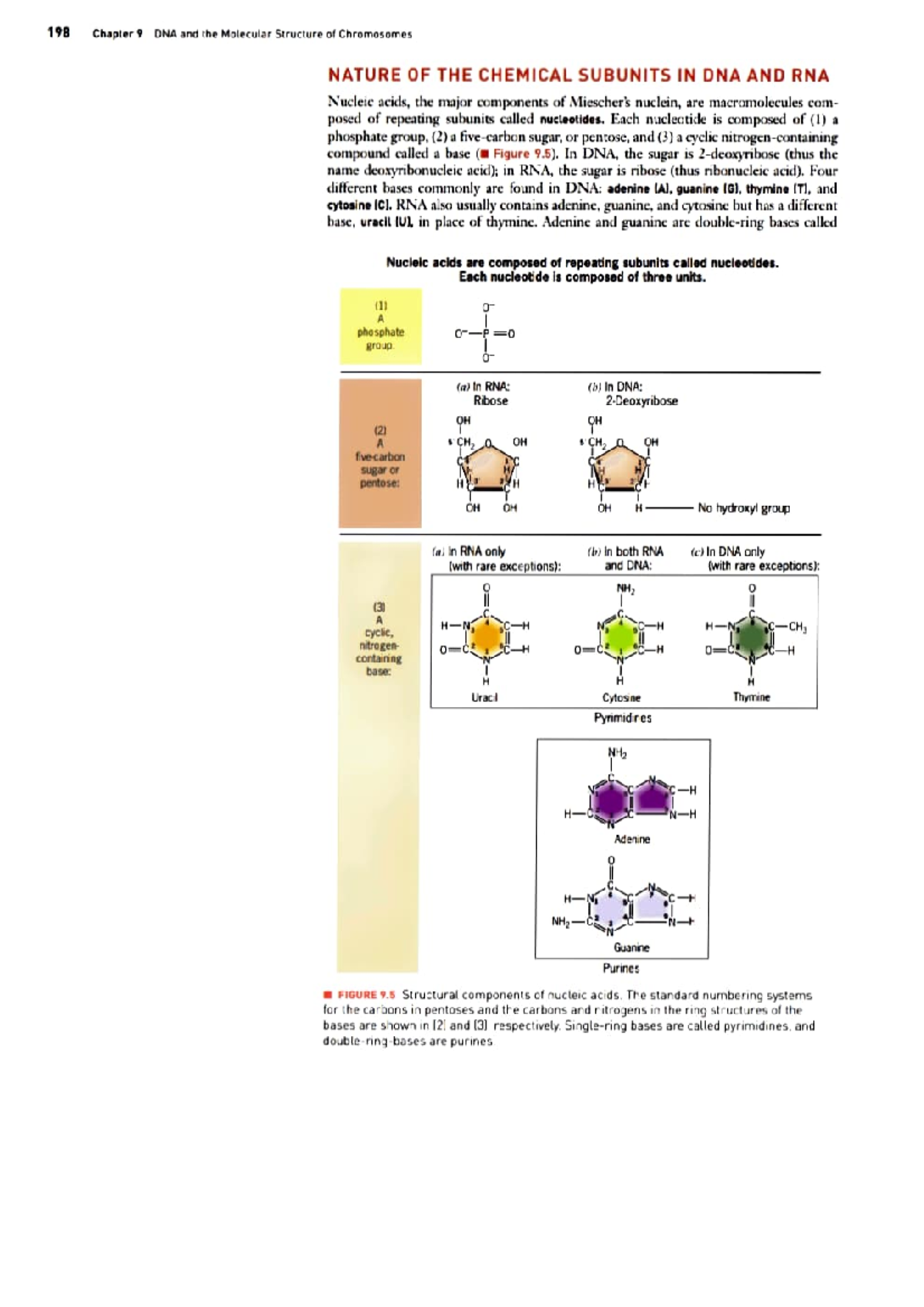 Nucleosome structure etc snustad - 198 Chapter 9 DNA and the Molecular ...