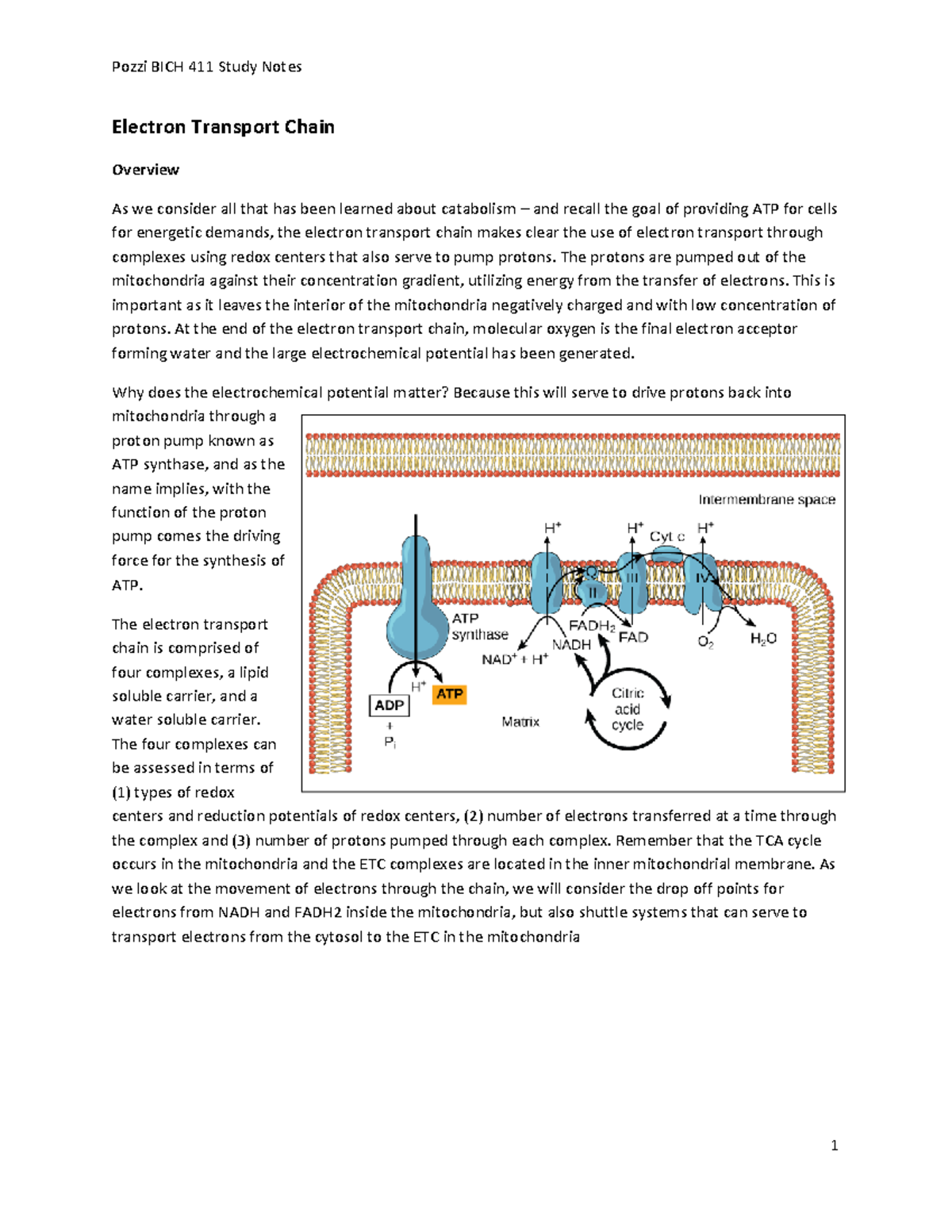 Electron Transport Chain - Electron Transport Chain Overview As we ...