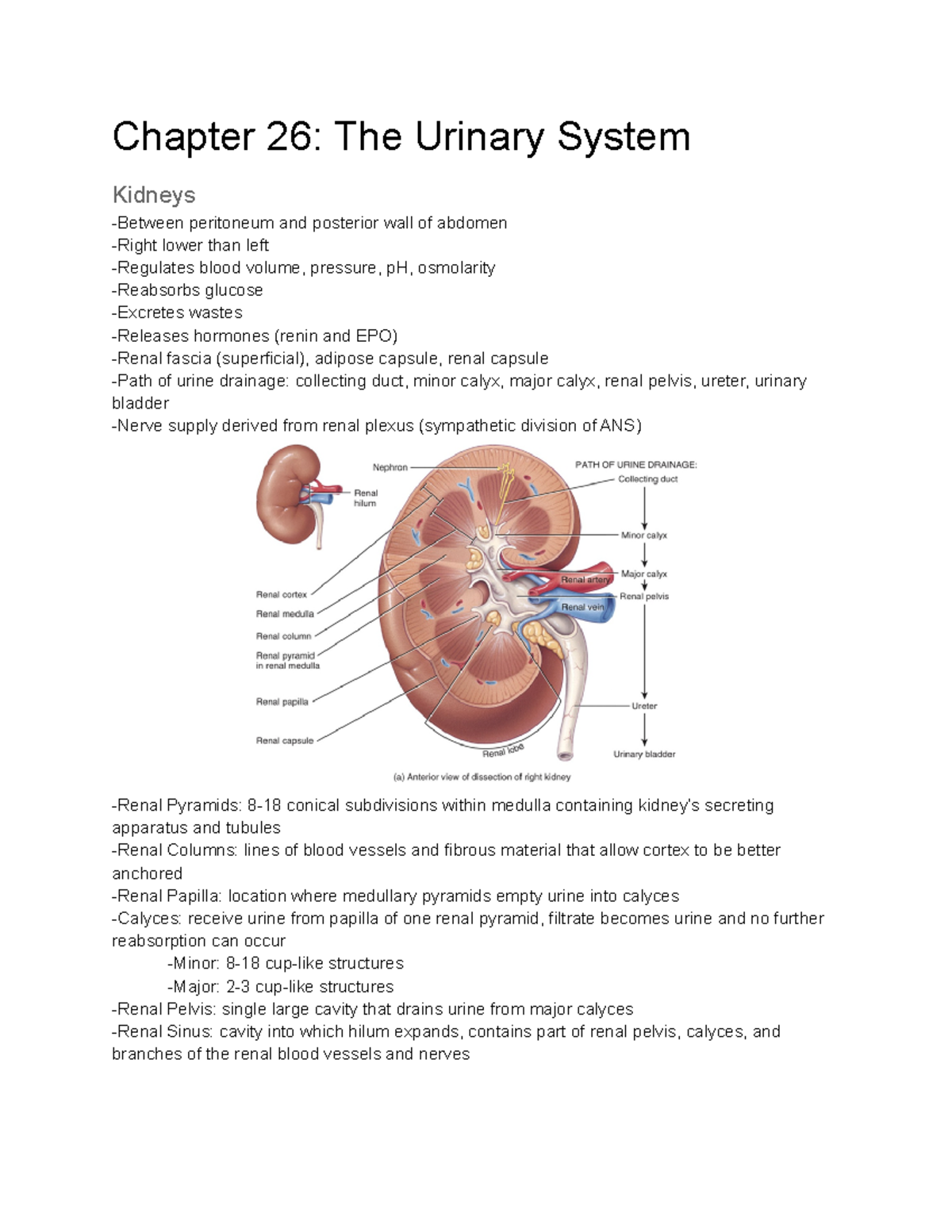 A&P Final Exam Review - Chapter 26: The Urinary System Kidneys -Between ...