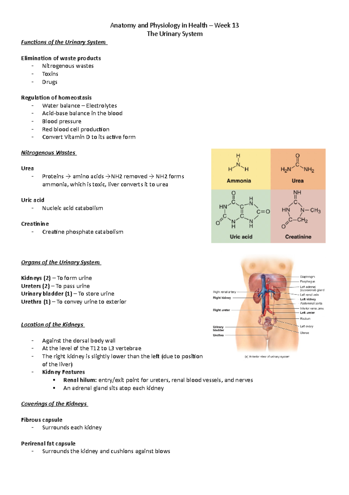 Anatomy lecture notes - The Urinary System Functions of the Urinary ...
