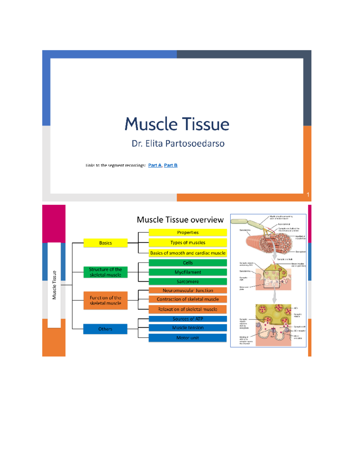 Lecture 9 Muscle tissue - HLSC1700 - Studocu