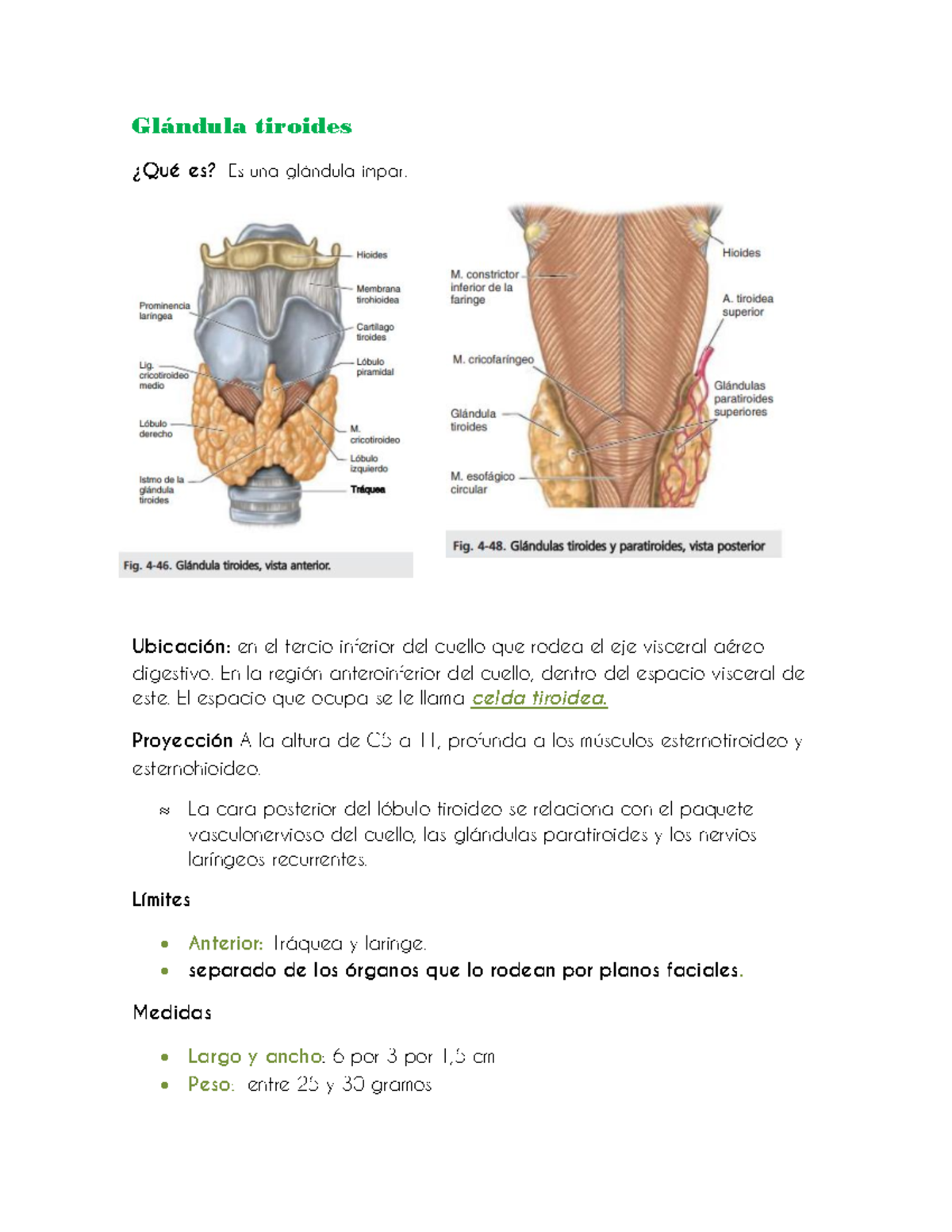Glándula tiroides-Apuntes - Glándula tiroides ¿Qué es? Es una glándula ...