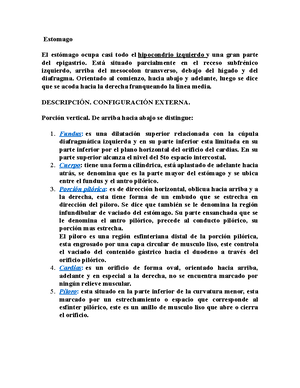 IrrigacióN Anatomia II - Arco vascular de Drummond y de Riolano En ...