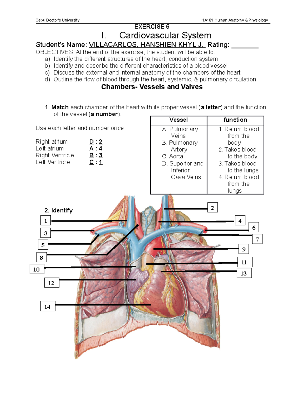 Exercise 7 Cardiovascular System - EXERCISE 6 I. Cardiovascular System ...