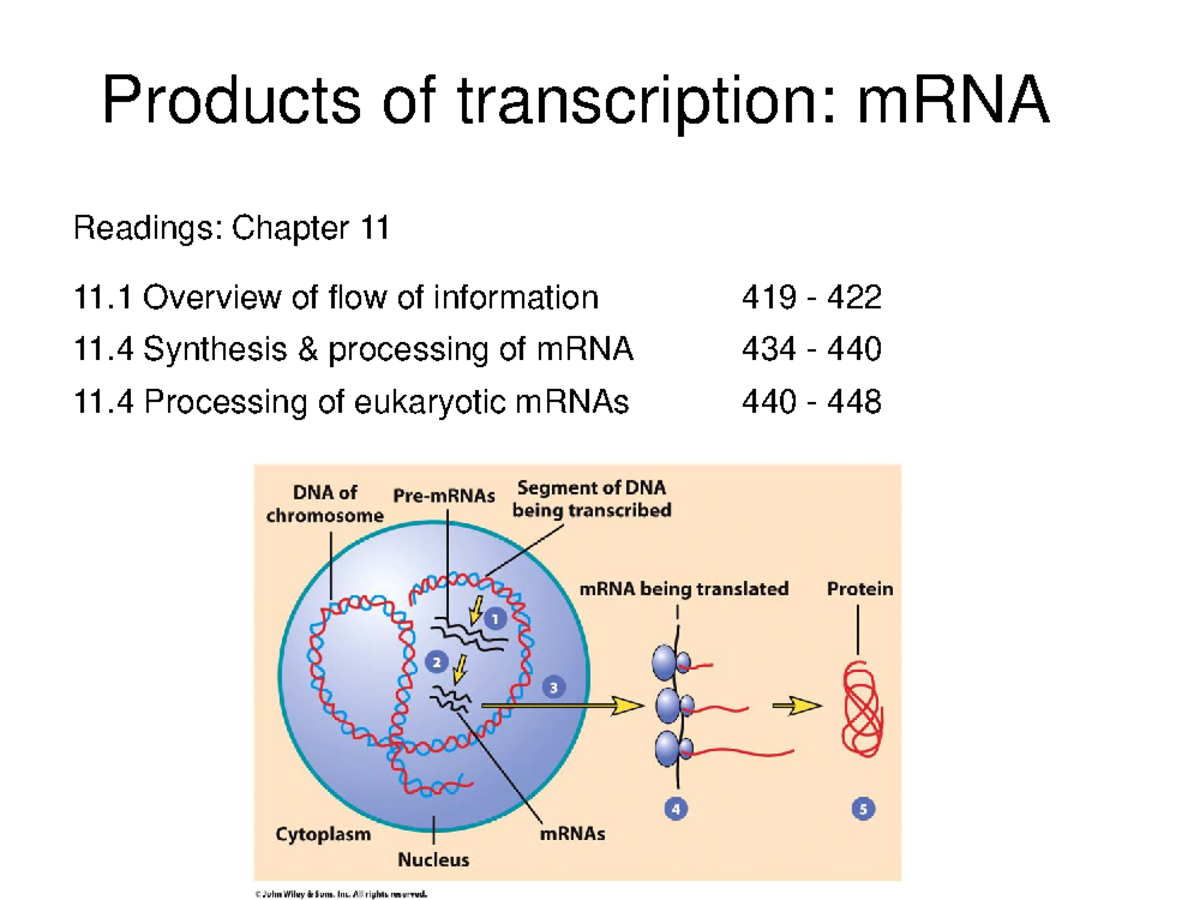 Lecture notes, lectures 9 - mRNA - Products of transcription: mRNA ...
