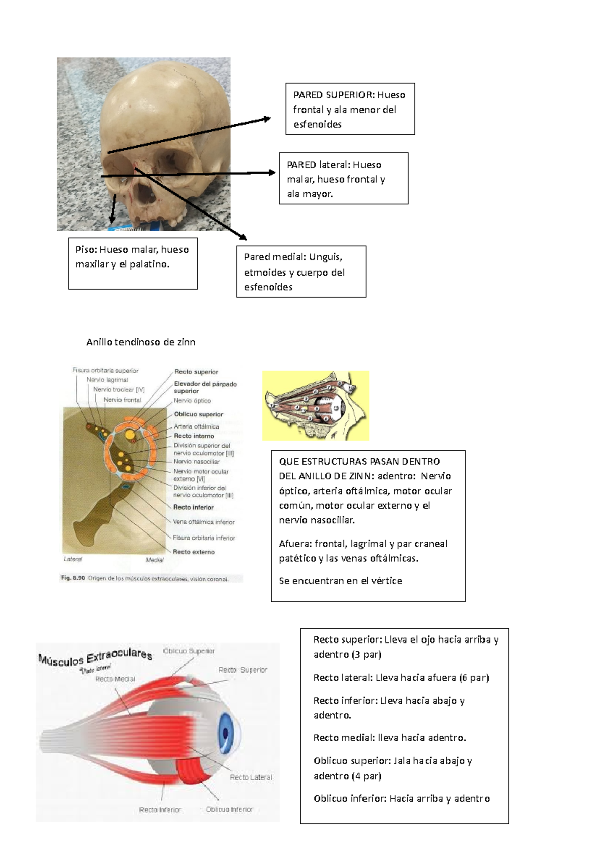 Anillo tendinoso de zinn - Anillo tendinoso de zinn Pared medial ...