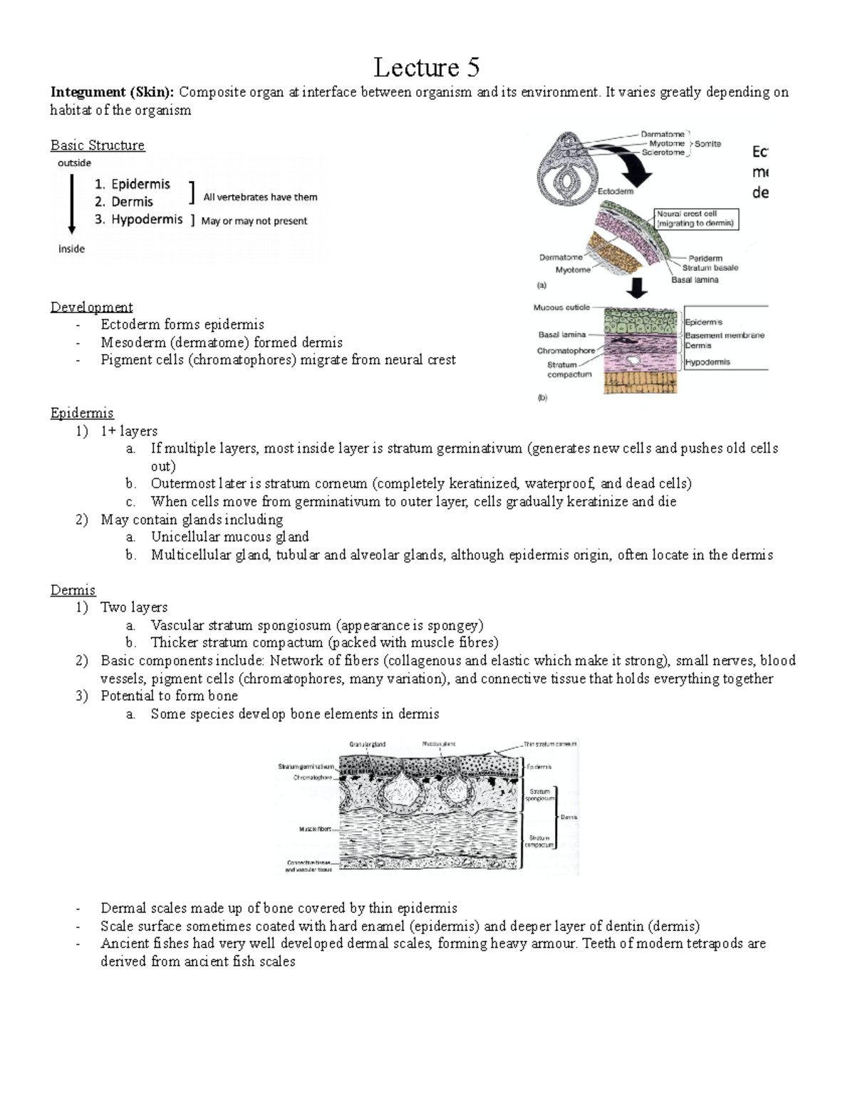 Lecture 5 - ZOO 2090 - Lecture 5 Integument (Skin): Composite organ at interface between ...