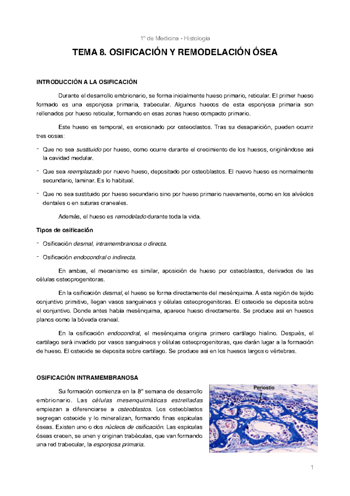 Osificación y remodelación ósea - 1º de Medicina - Histología TEMA 8 ...