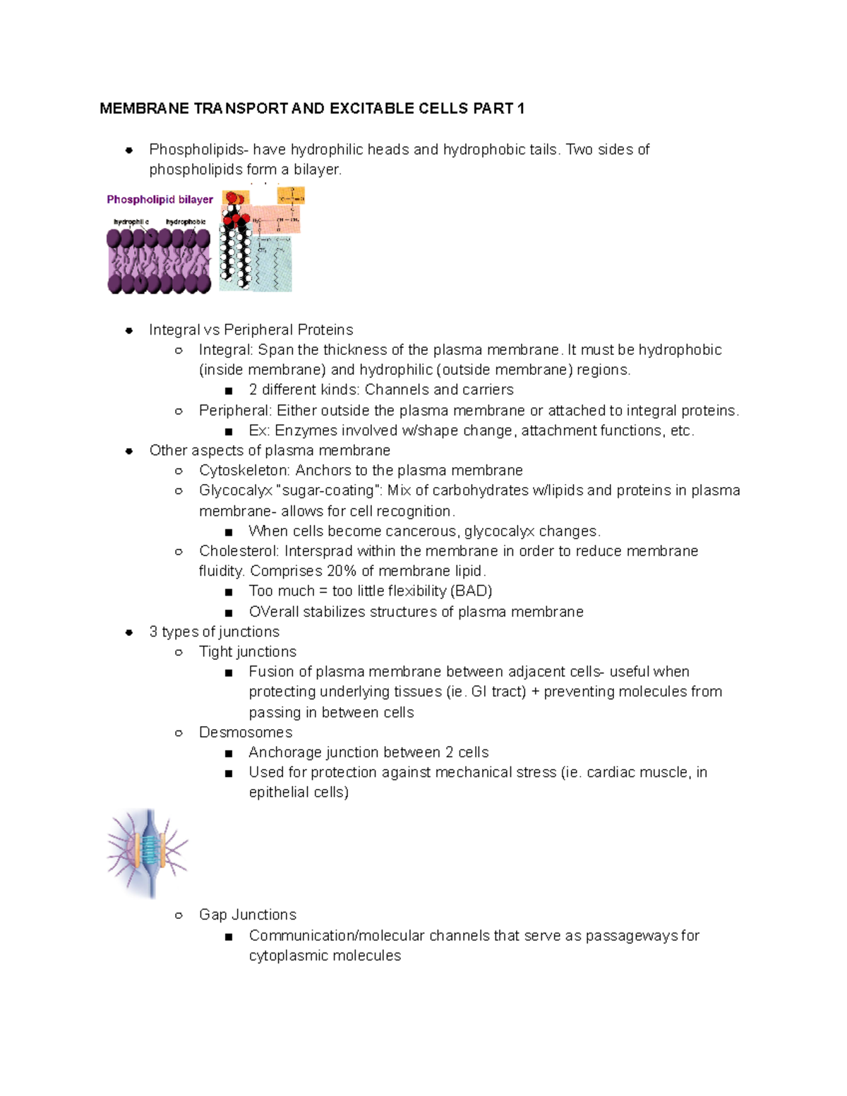 Membrane Transport and Excitable Cells - MEMBRANE TRANSPORT AND ...