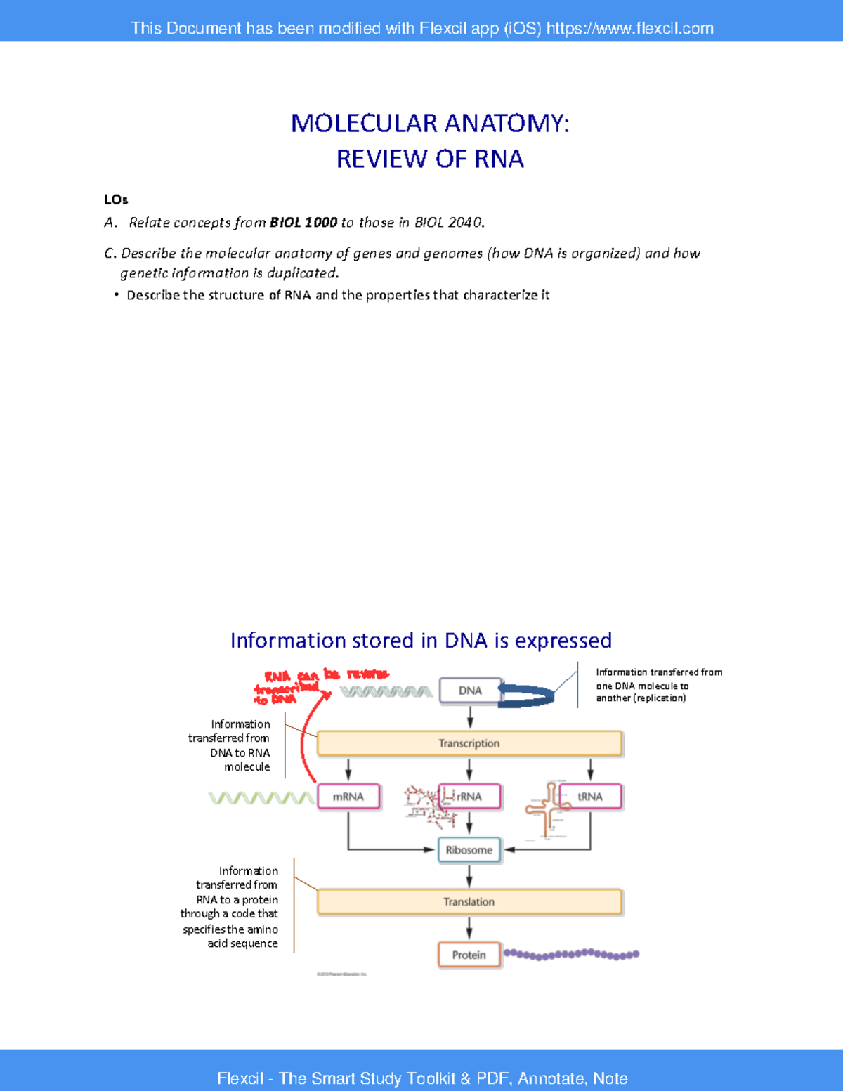Lesson #3 Molecular Anatomy - Review of RNA - LOs A. Relate concepts ...