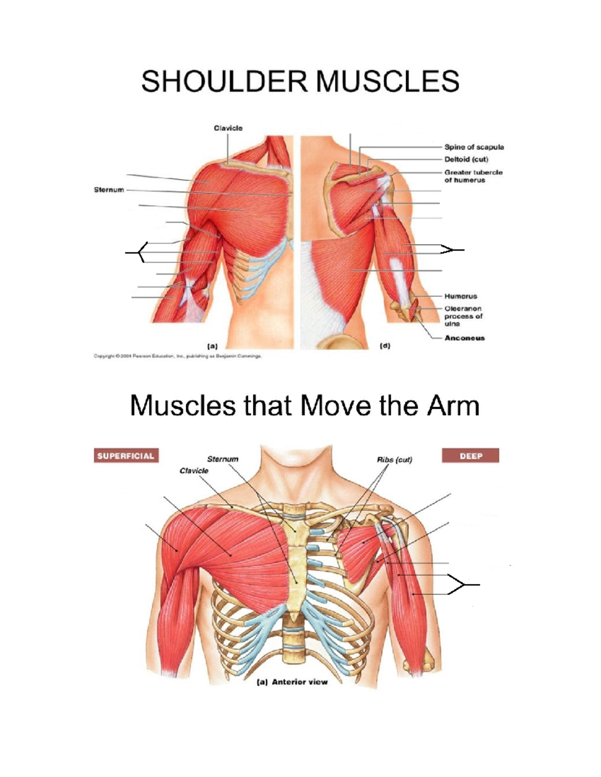 BIOL223 Muscles study worksheets - BIOL 223 - Studocu
