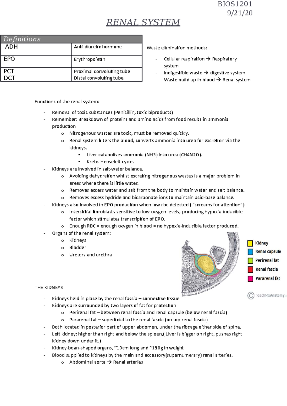 Introduction to the renal system's anatomy and functions. The organs ...
