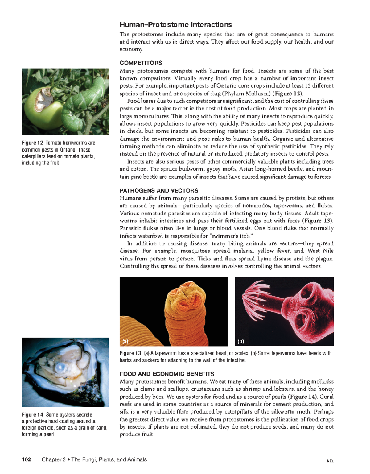 NB11U - Ch3 - The Fungi, Plants and Animals (pgs78-119) 0025-0025 ...