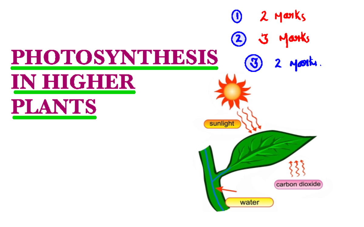 Photosynthesis - Clear notes with understanding questions ...