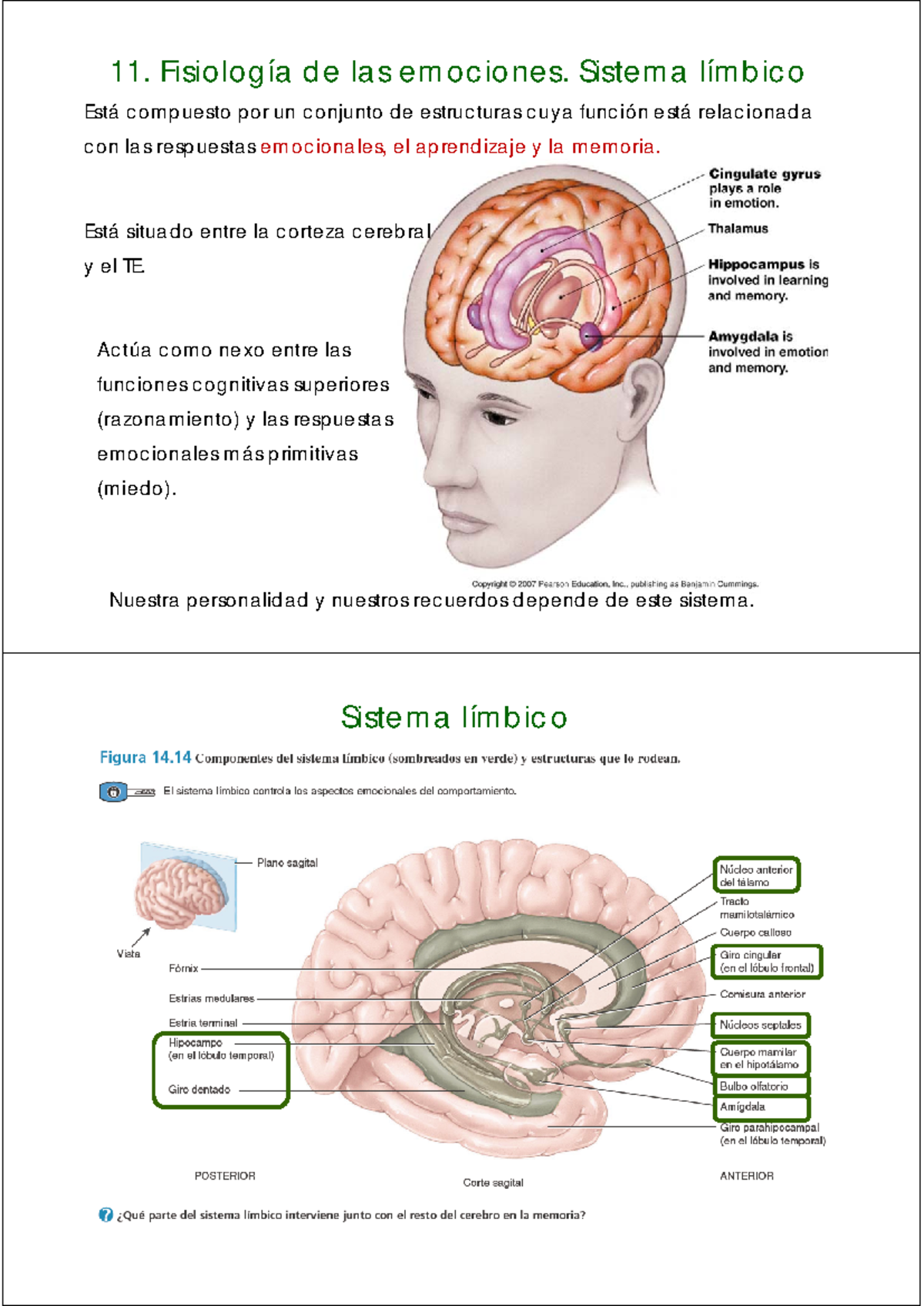 Tema11Sistema LÃ­mbico - 11. Fisiología de las emociones. Sistema límbico Está compuesto por un ...
