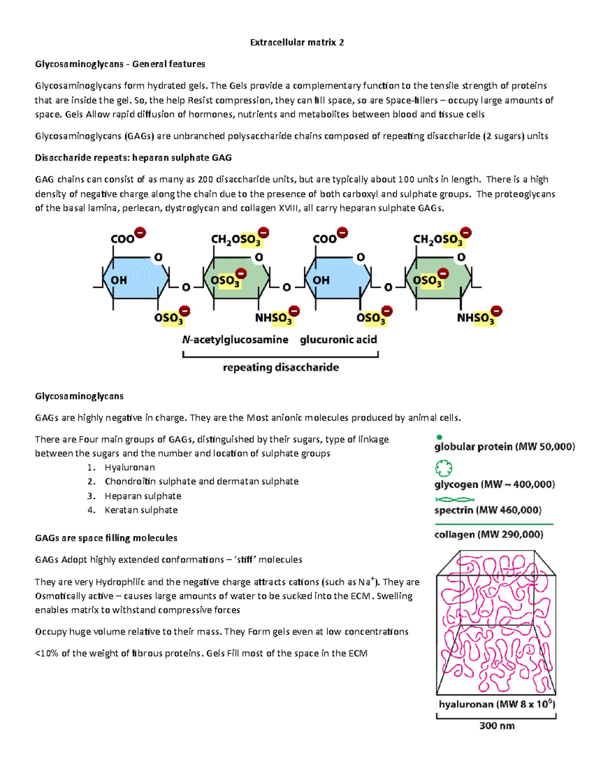 ECM2 - Second lecture on ECM by Dr Wright - Extracellular matrix 2 ...