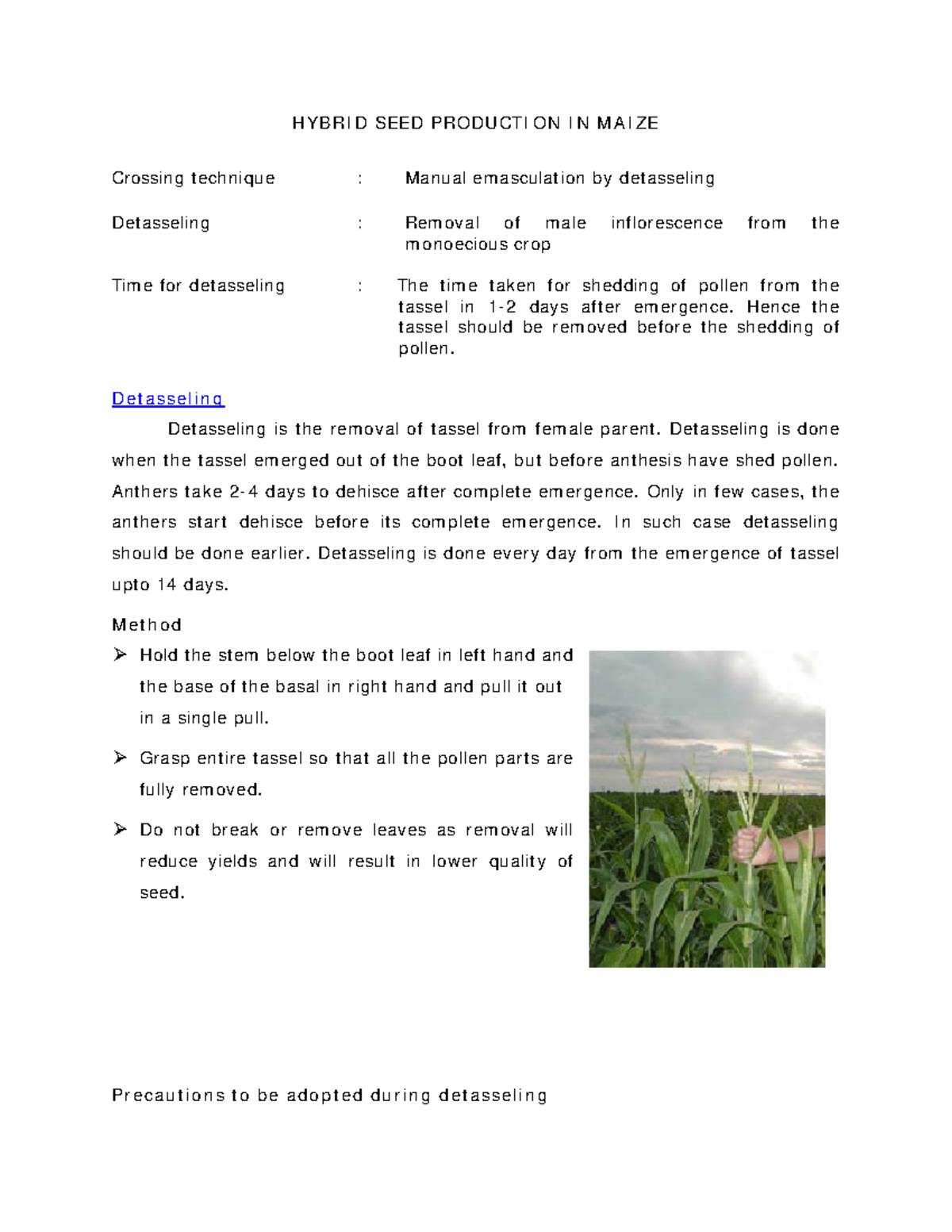 Lecture 6.2.1hybrid maize - HYBRID SEED PRODUCTION IN MAIZE Crossing ...