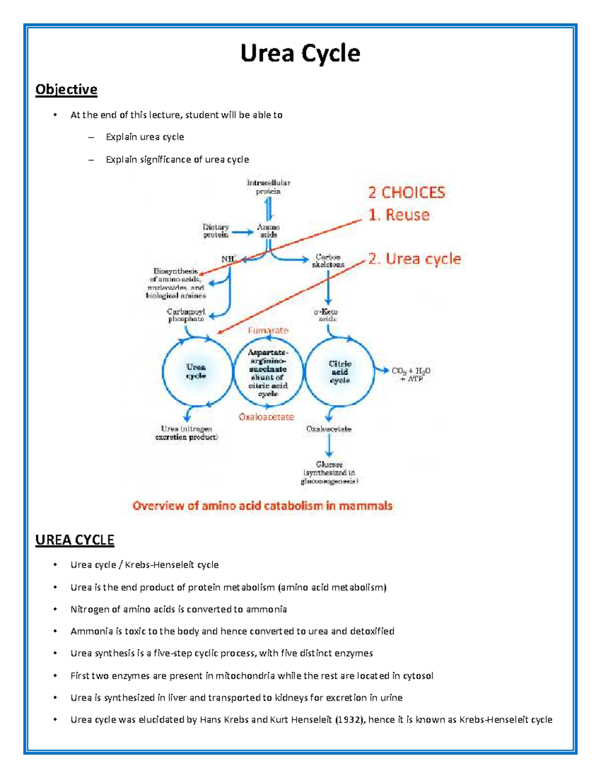 Urea Cycle Amino Acids
