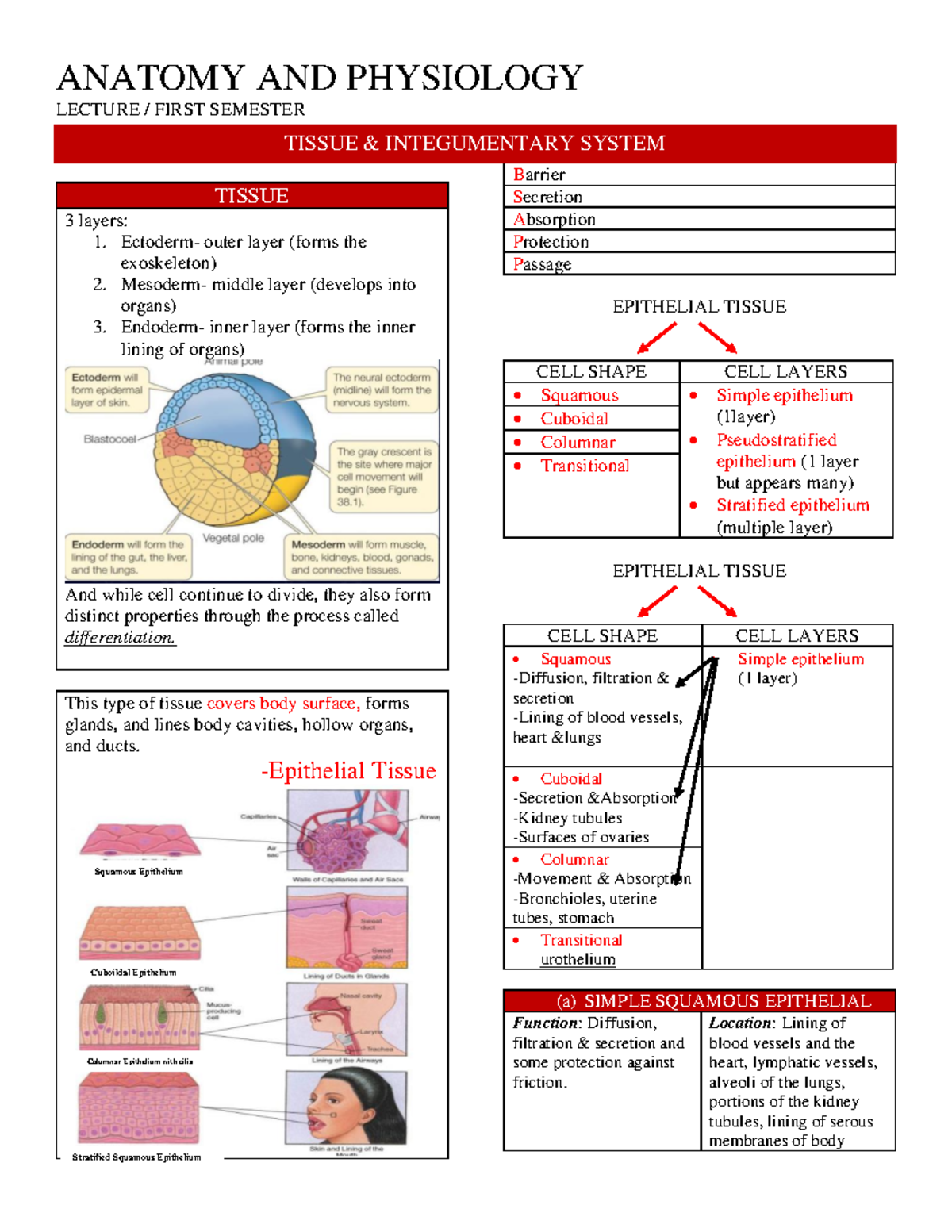 Anaph- Lesson 3 - lecture - LECTURE / FIRST SEMESTER TISSUE 3 layers: 1 ...