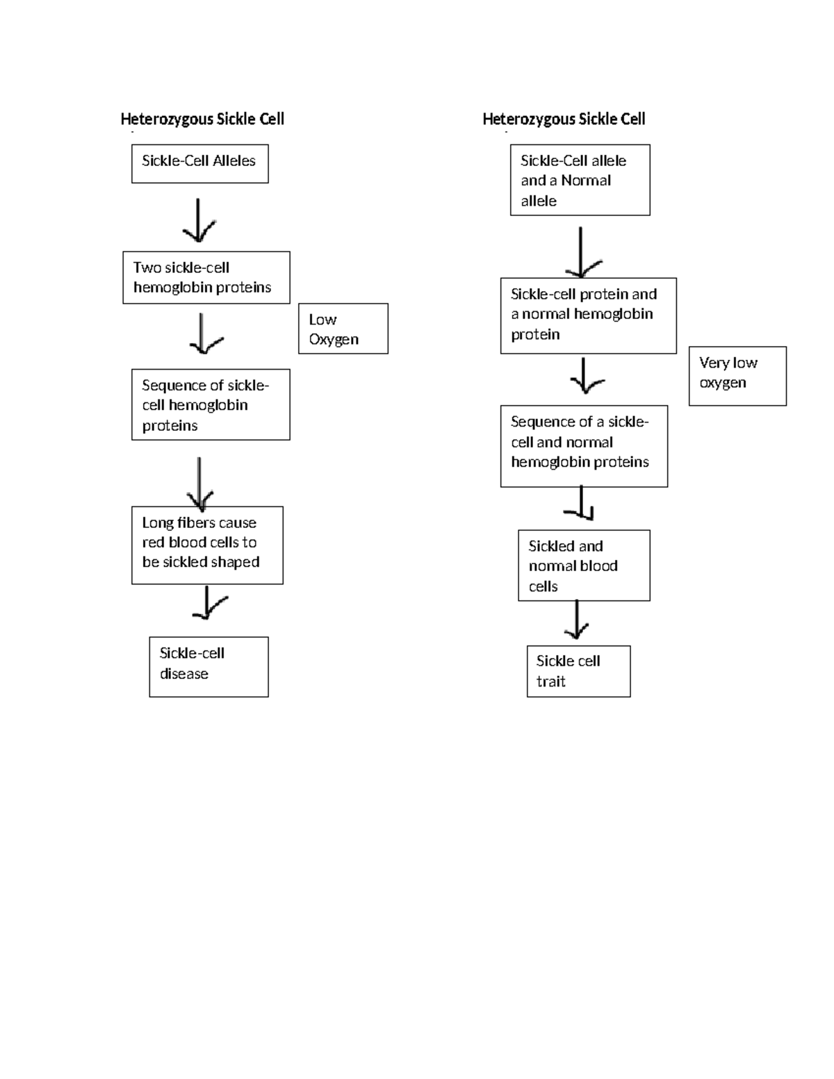 Sickle Cell Disease Model - Sickle-Cell Alleles Sickle-Cell allele and ...
