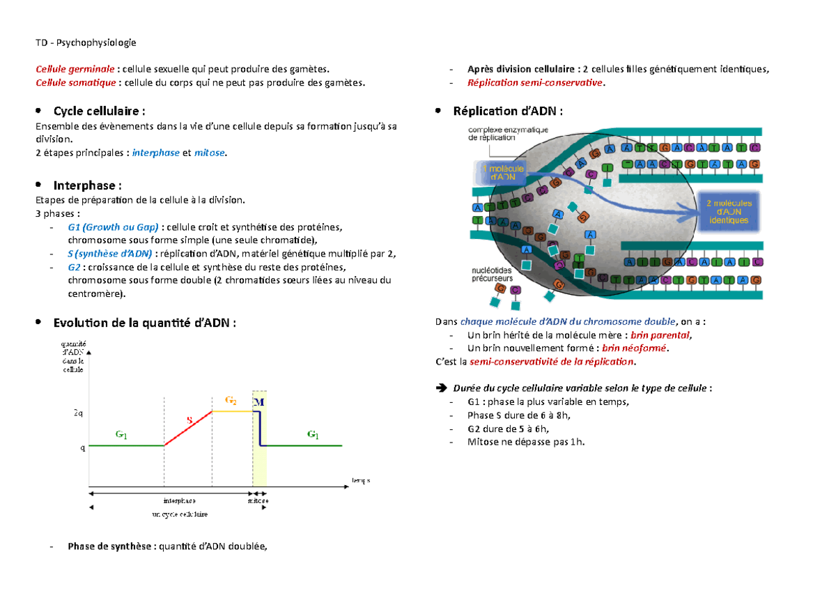 TD - Psychophysiologie - Cellule germinale : cellule sexuelle qui peut ...