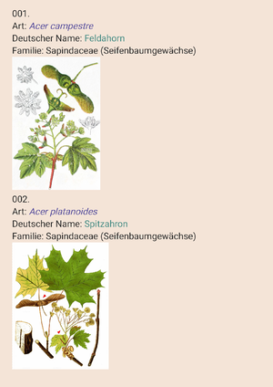 2. Kurstag - Aufbau des Blattes → Nebenblätter (Stipeln) → Blattstiel ...