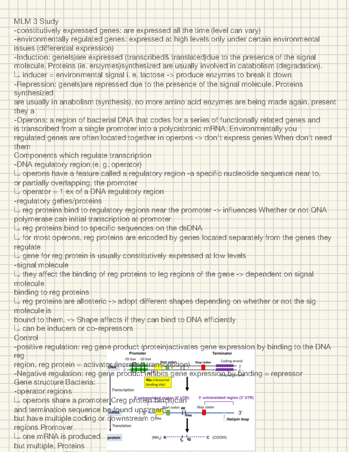 Biol 112 - MLM 4 notes - MLM 3 Study -constitutively expressed genes ...