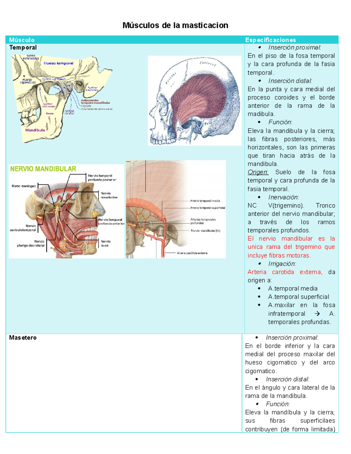 Músculos de la masticación - Músculos de la masticacion Músculo ...