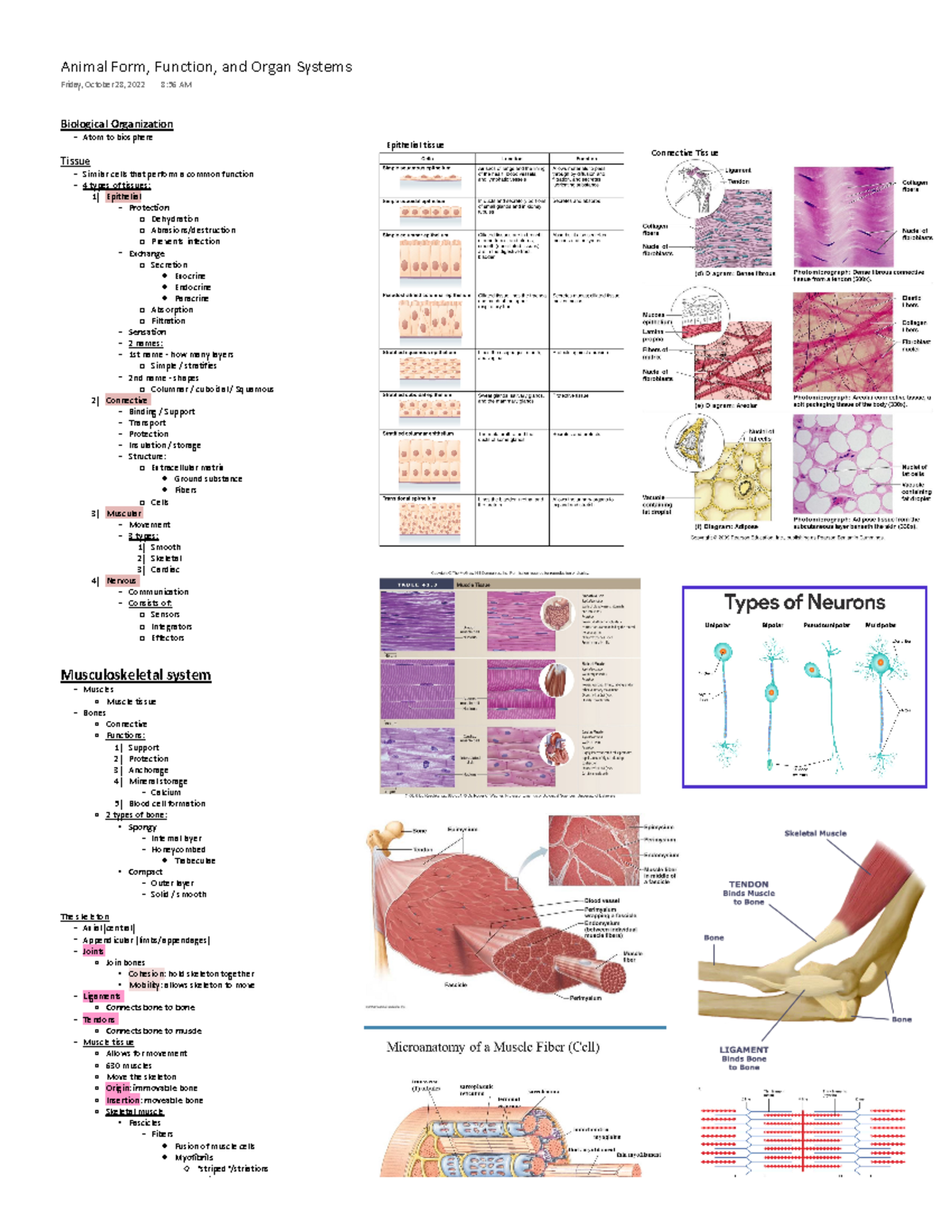 Animal Form Function and Systems - Biological Organization Atom to ...
