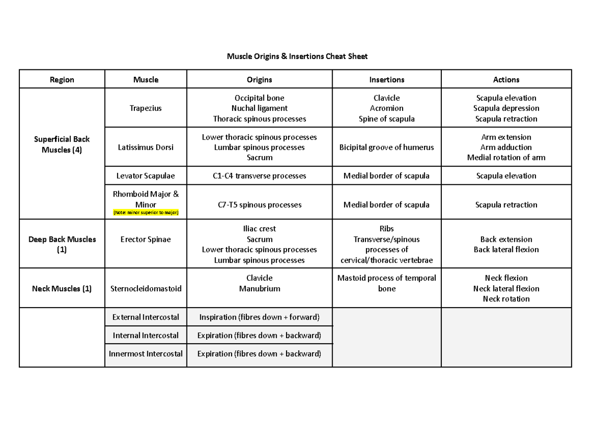 Copy of KINE 1101, Muscle Origins & Insertions Cheat Sheet - Muscle ...