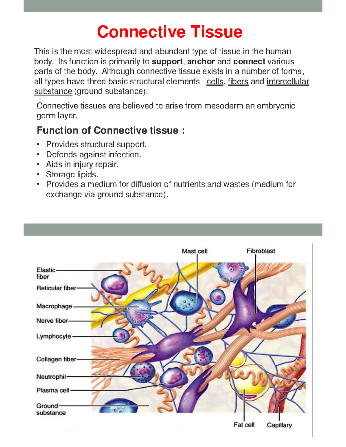 Connective Tissue - Histology lab - Connective Tissue This is the most ...