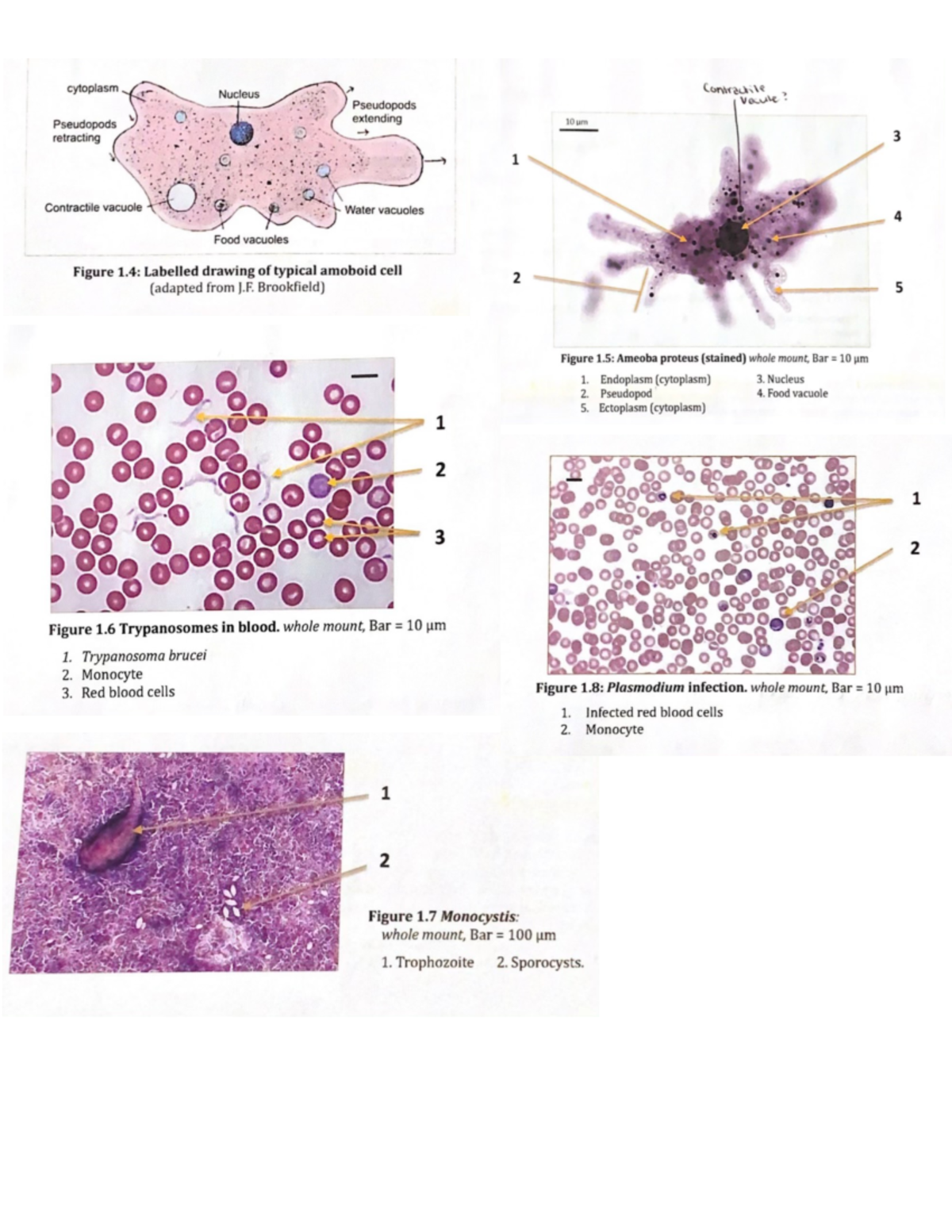 Labelled Lab diagrams - Biol 110 - UWaterloo - Studocu
