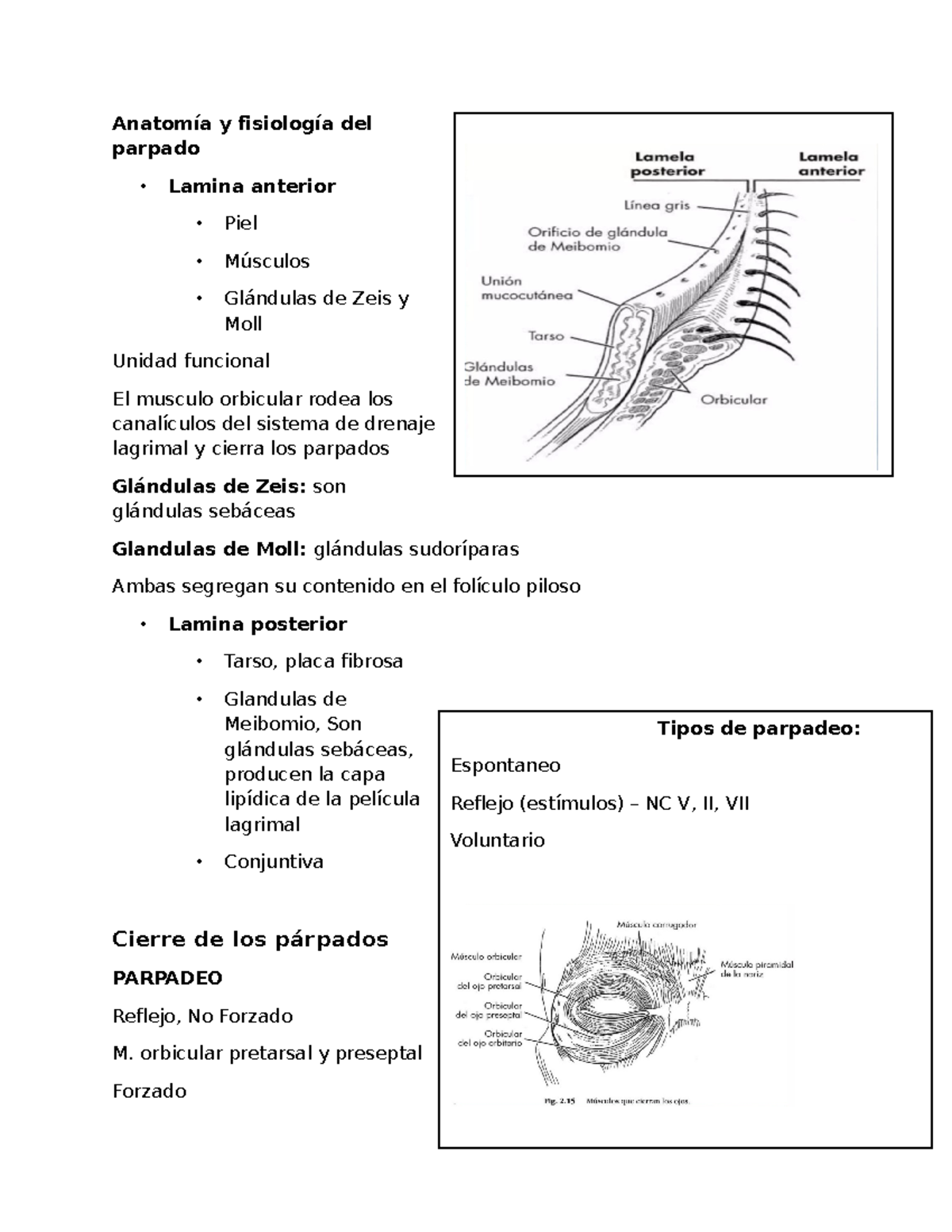 Anatomía y fisiología del parpado - Anatomía y fisiología del parpado ...