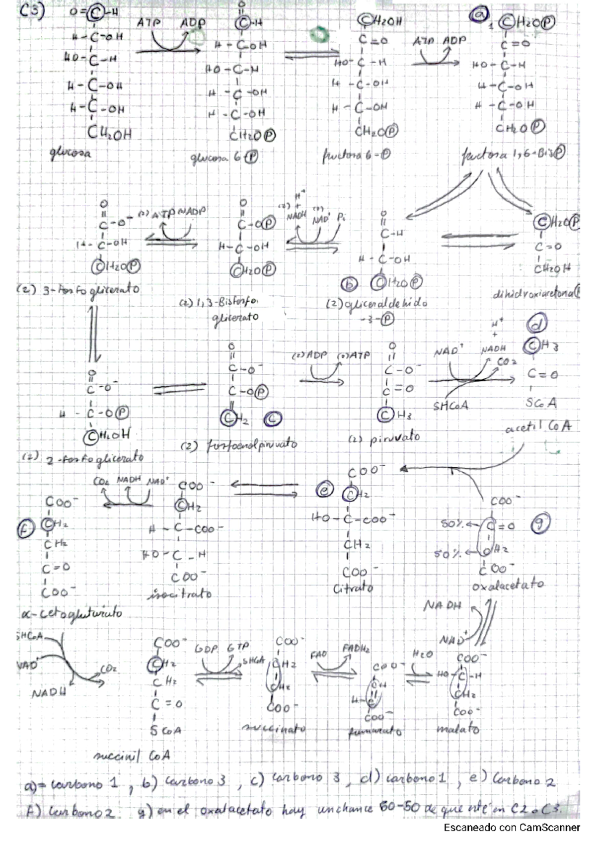 Problemas C3-C5-C9 - Metabolismo y su regulación - Studocu