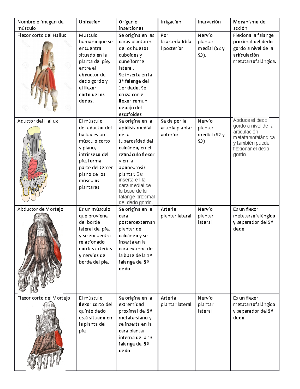 Músculos de la extremidad inferior con énfasis en el pie - Nombre e ...