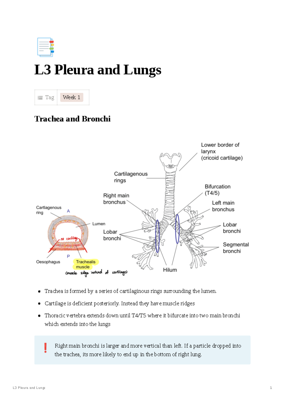 Pleura and Lungs - L 3 Pleura and Lungs Tag Week 1 Trachea and Bronchi ...