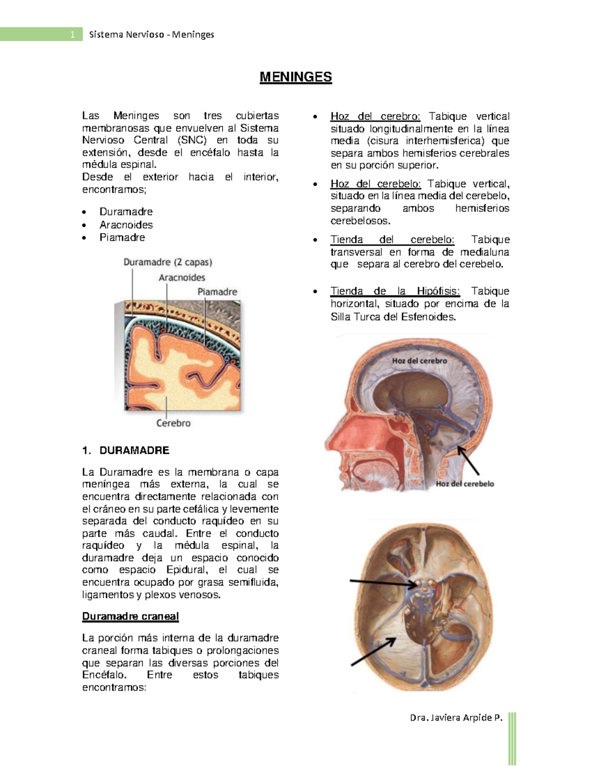 Meninges - Warning: TT: undefined function: 32 1 Sistema Nervioso - Meninges Dra. Javiera Arpide ...