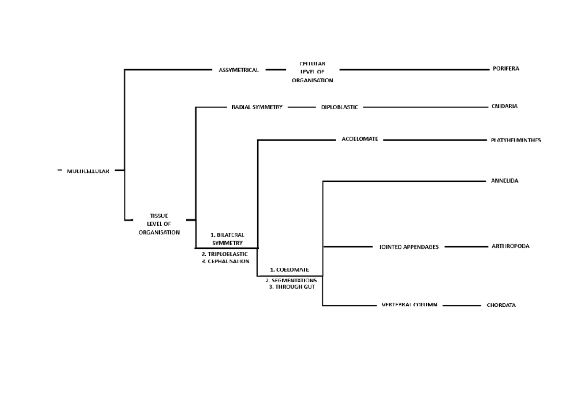 Grade 11 Animalia Phylogenetic - biol1006 - Studocu