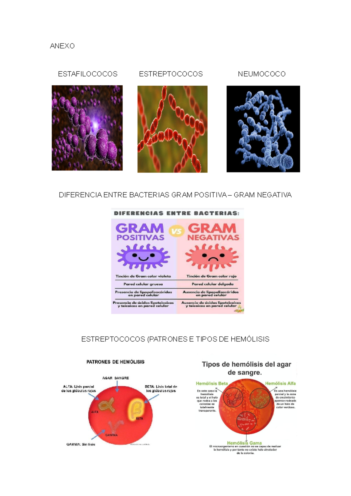 Informe DE Microbiología - ANEXO ESTAFILOCOCOS ESTREPTOCOCOS NEUMOCOCO ...