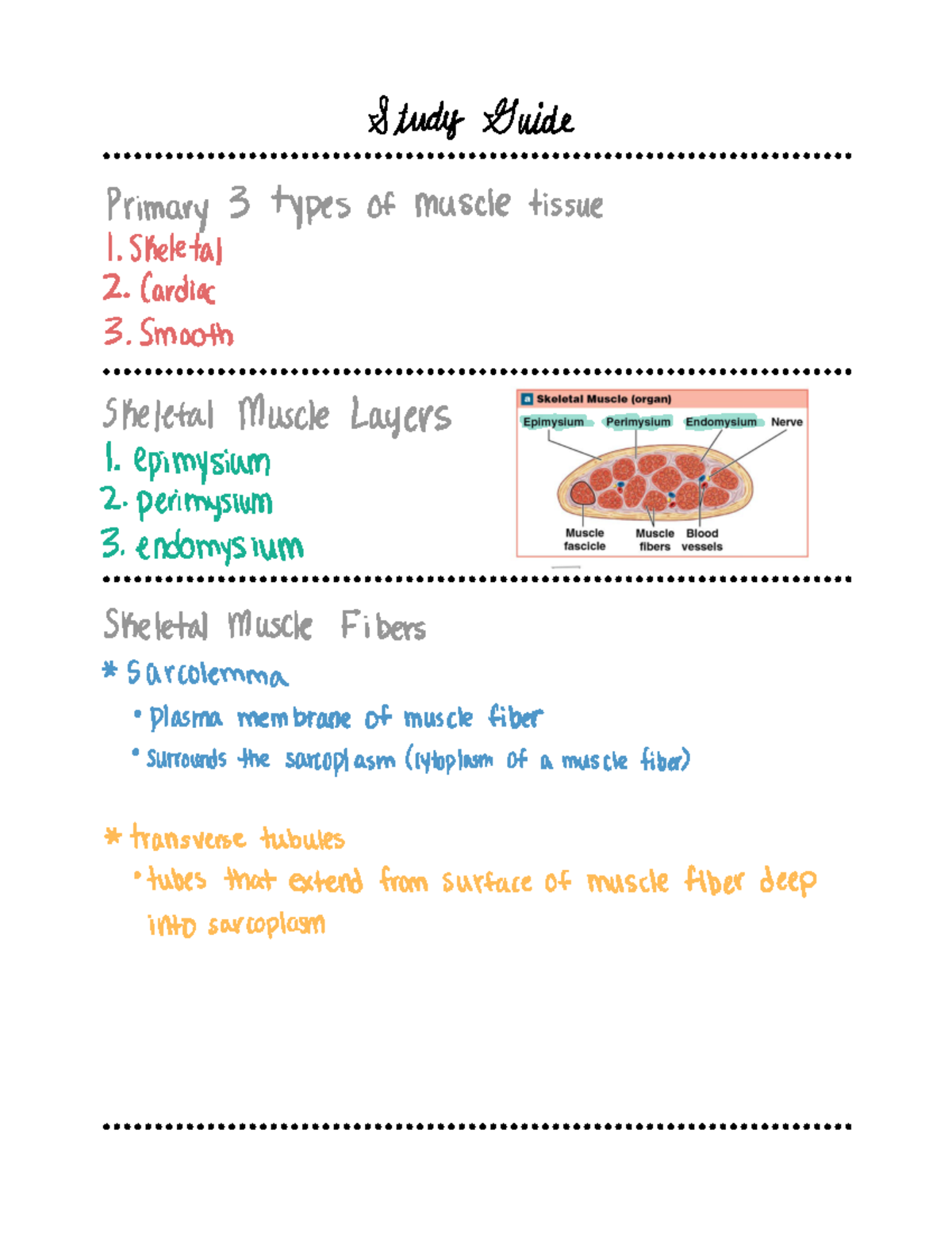 Muscles SG - Study Guide Primary 3 types of muscle tissue 1 Skeletal 2 ...