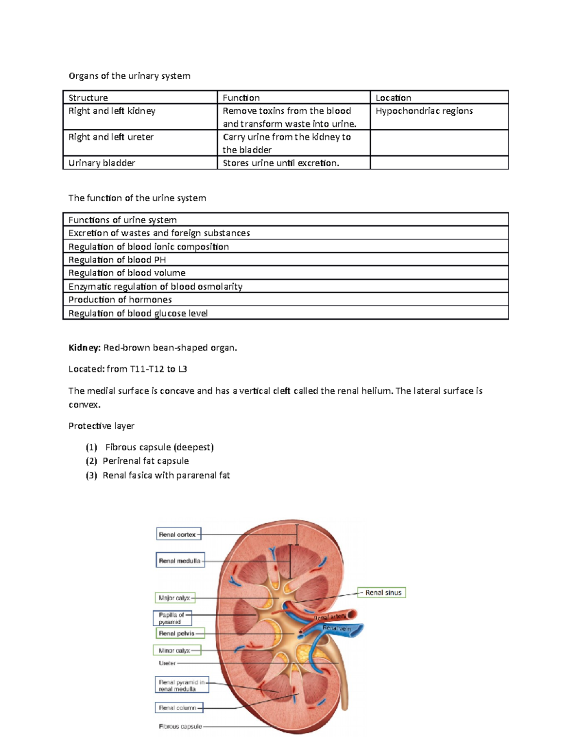 Urinary system - Self made notes for exam - Organs of the urinary ...