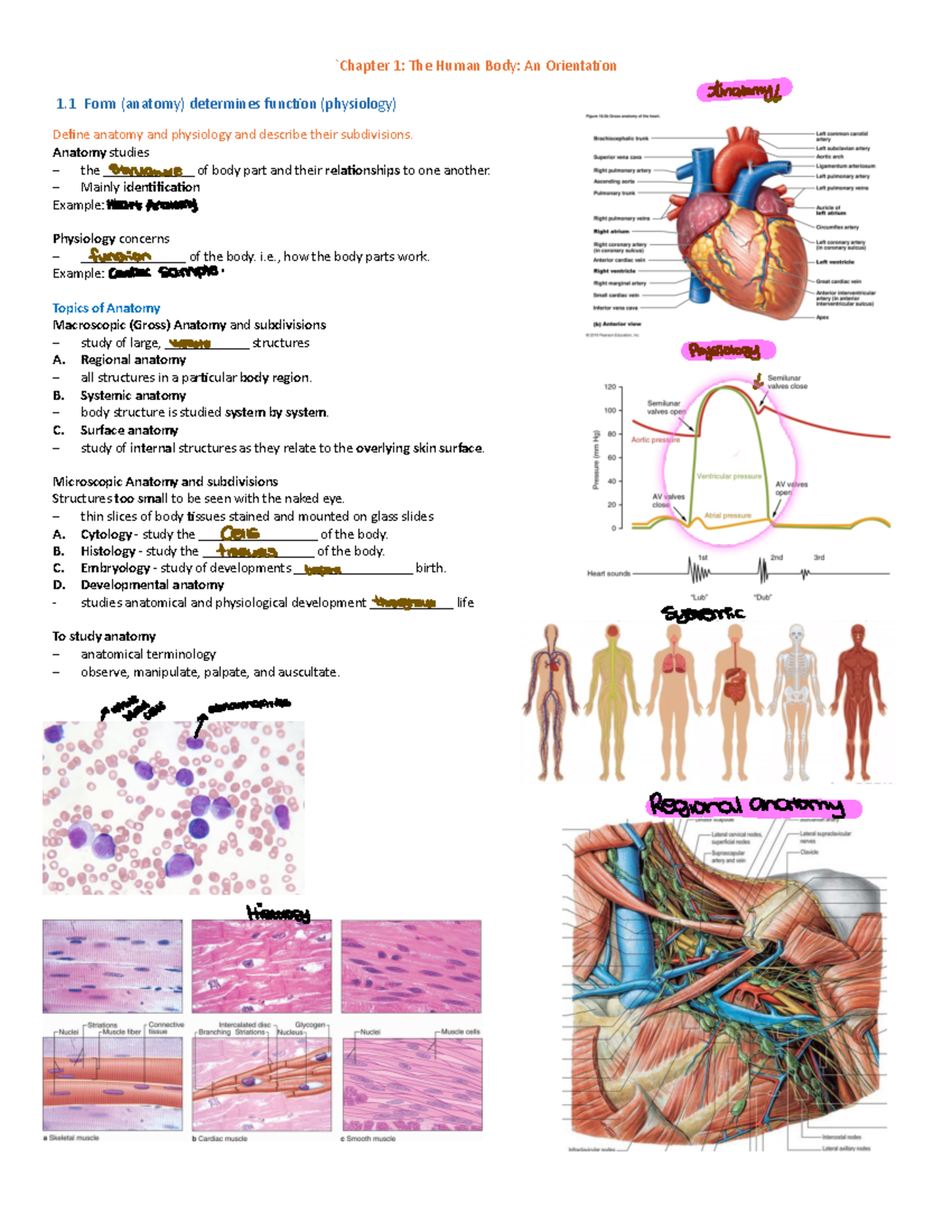 Chapter 1 notes - `Chapter 1: The Human Body: An Orienta8on 1 Form ...