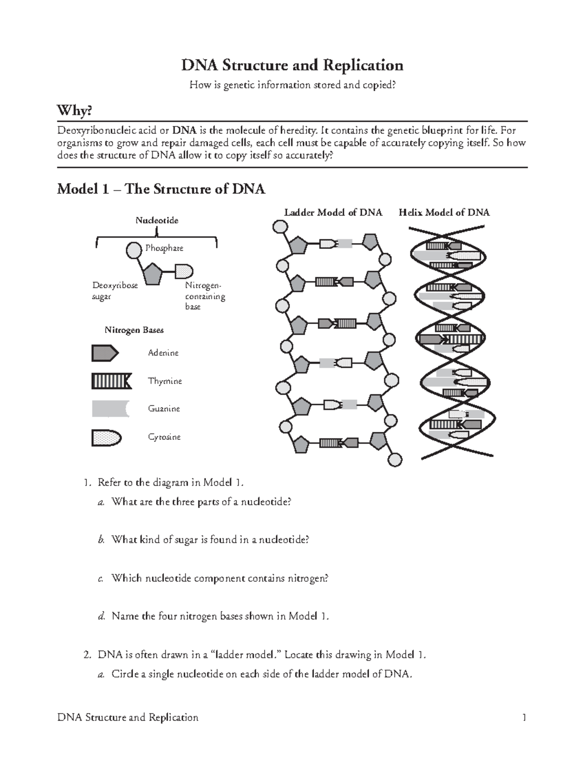 18 DNA Structure and Replication-S - It contains the genetic blueprint ...