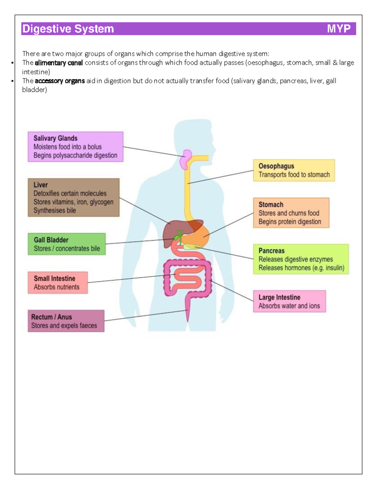 Digestive System MYP - Digestive System MYP There are two major groups ...