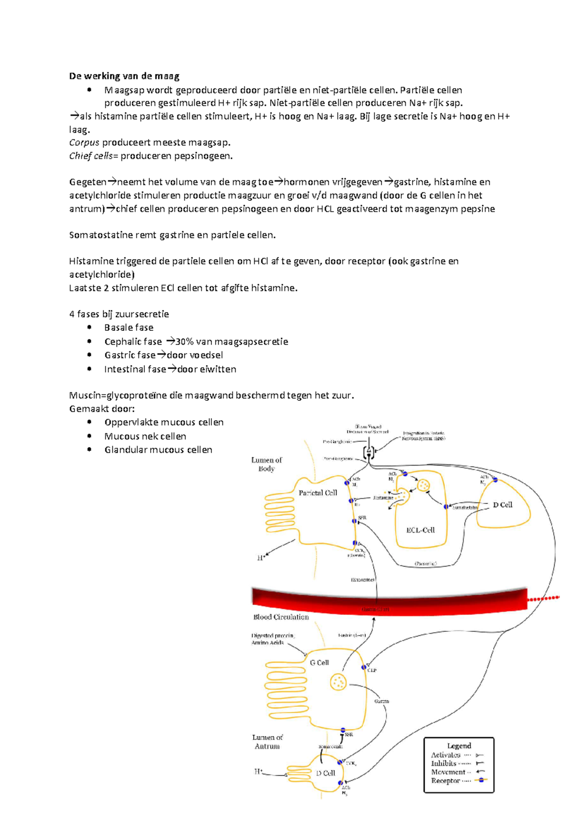 Samenvatting Apotheek en geneesmiddelen - De werking van de maag ...