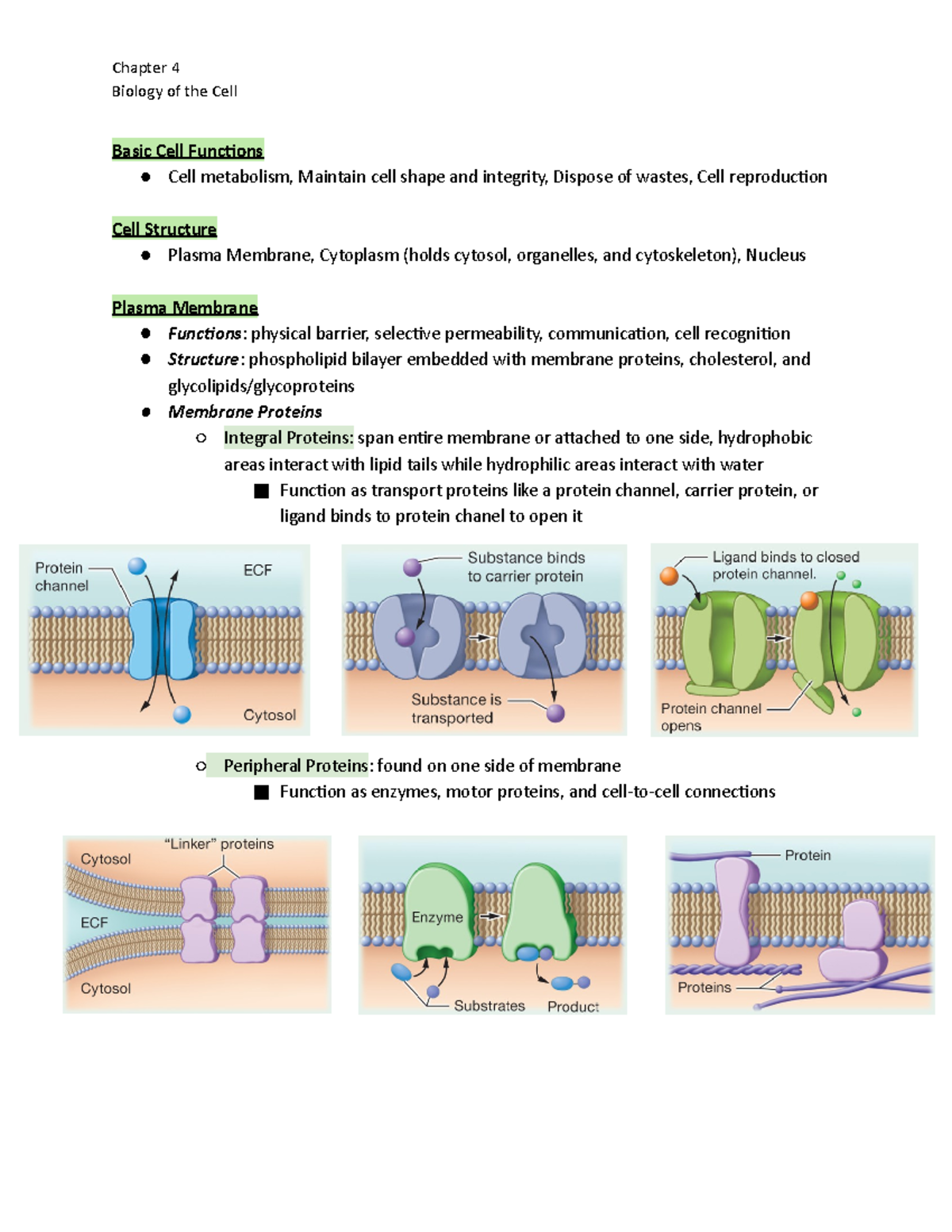 Anatomy and Physiology 101 Chapter 4 Lecture Notes Fall 22 - Biology of ...