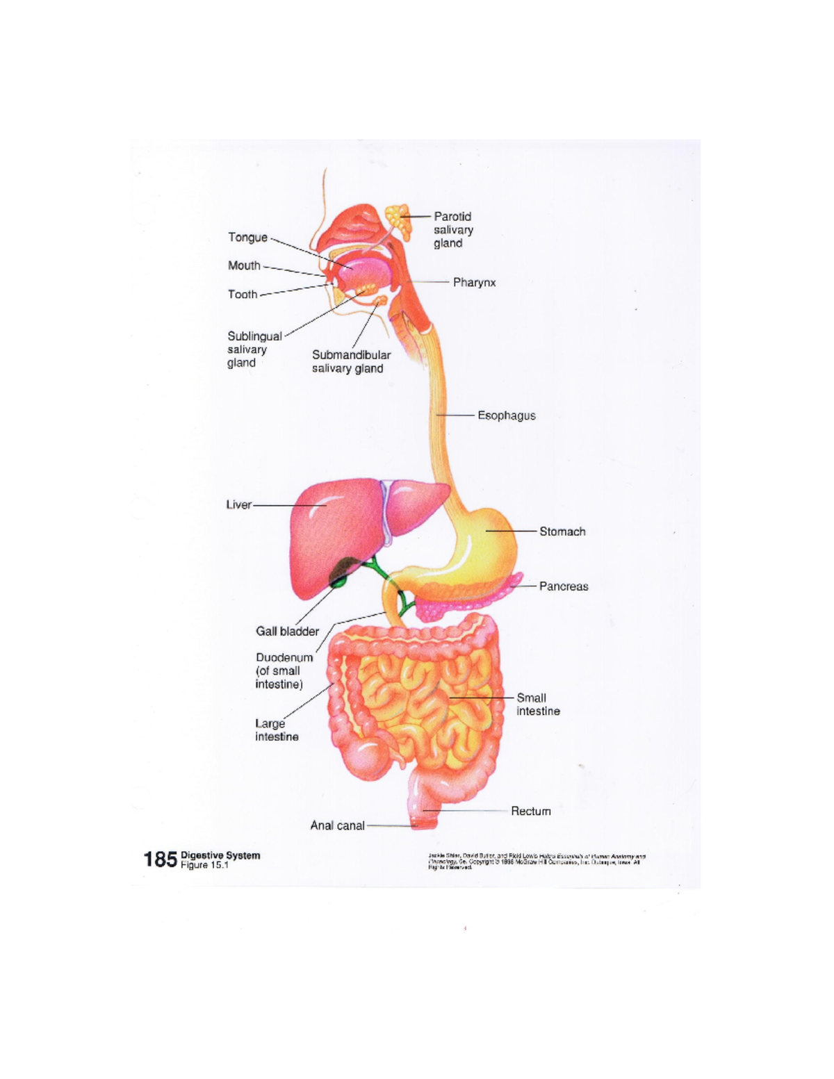 A & P #16 Digestion 1 Diagrams - BIO 425 - Studocu