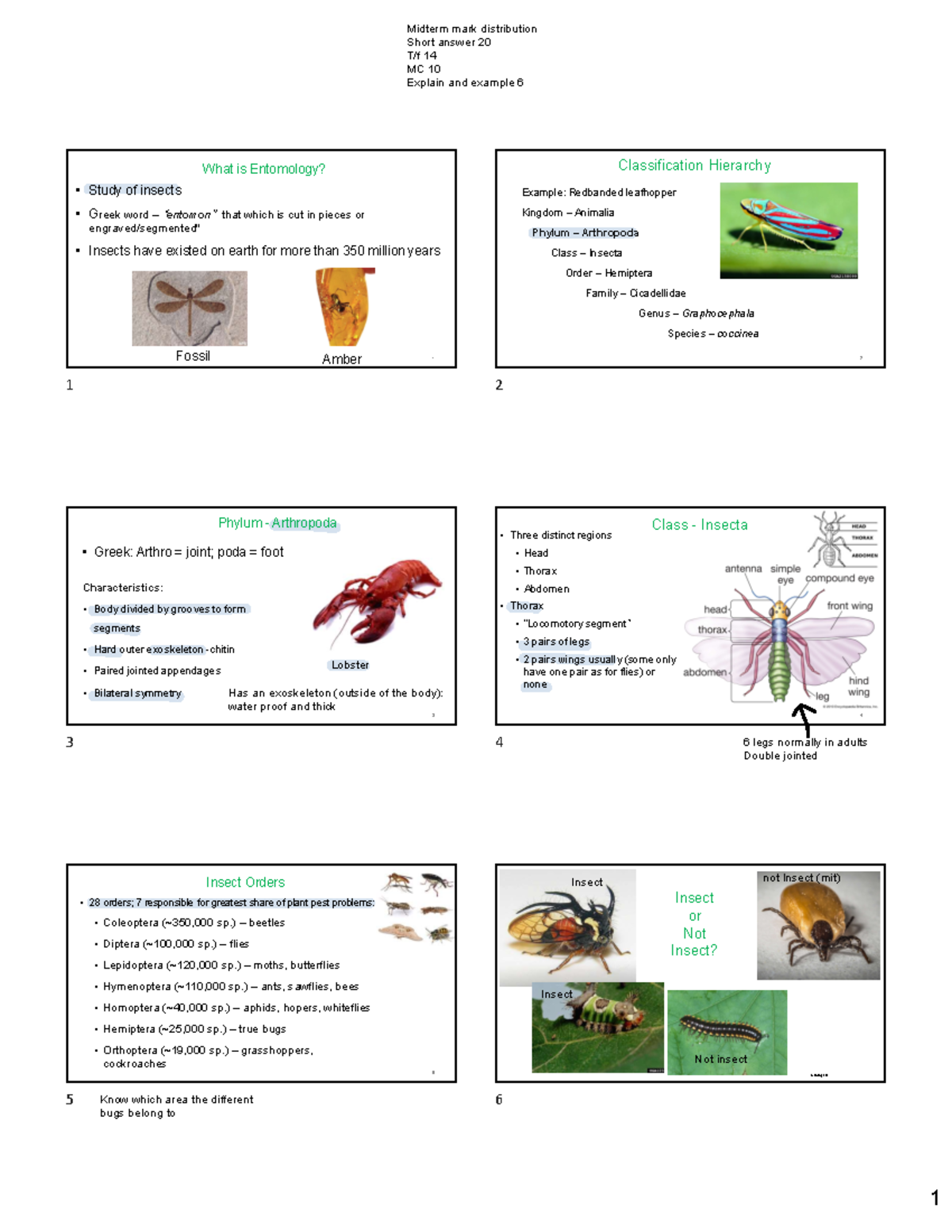 Lecture 18 - What is Entomology? Study of insects Greek word – “entomon ...