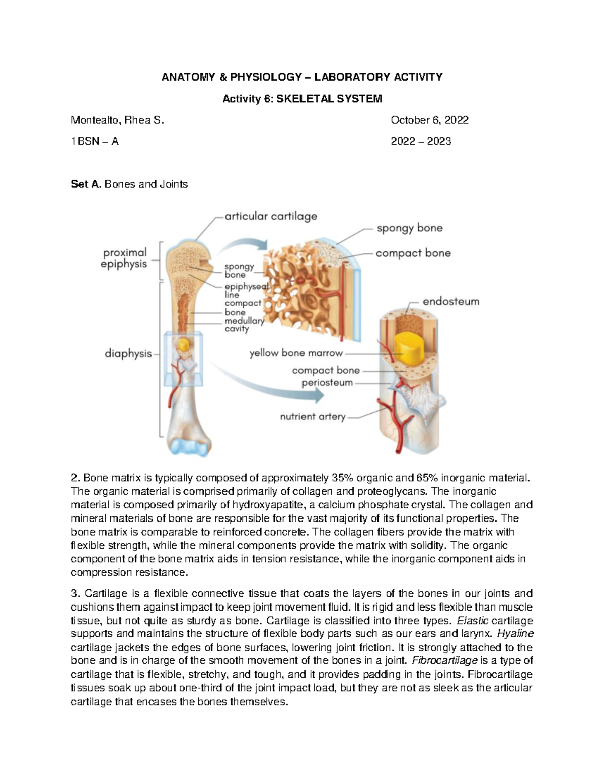Activity 6 - Skeletal System (LAB) - ANATOMY & PHYSIOLOGY – LABORATORY ...