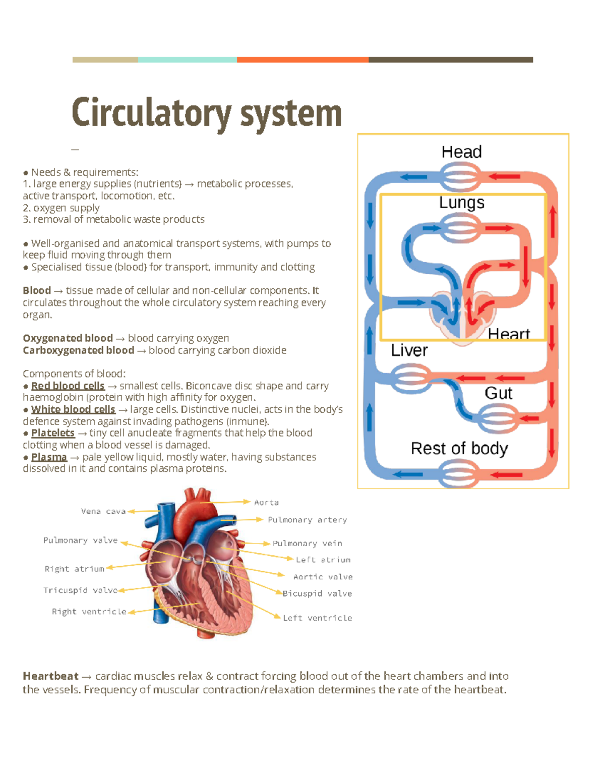 Circulatory system - Biology - Circulatory system ─ Needs ...